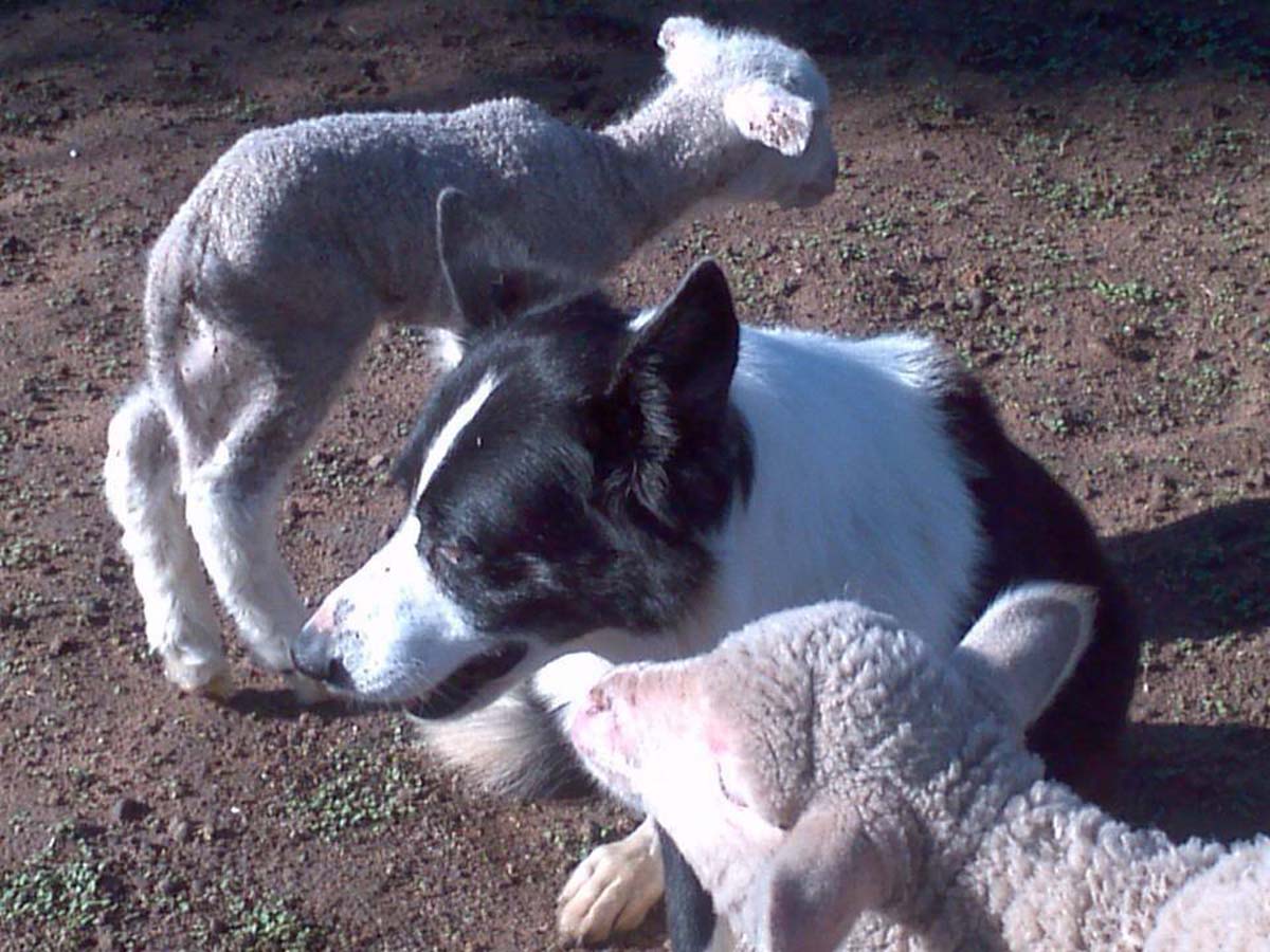 Farm Stays & Outback Accommodation - Carinya Station - Outback Beds ...