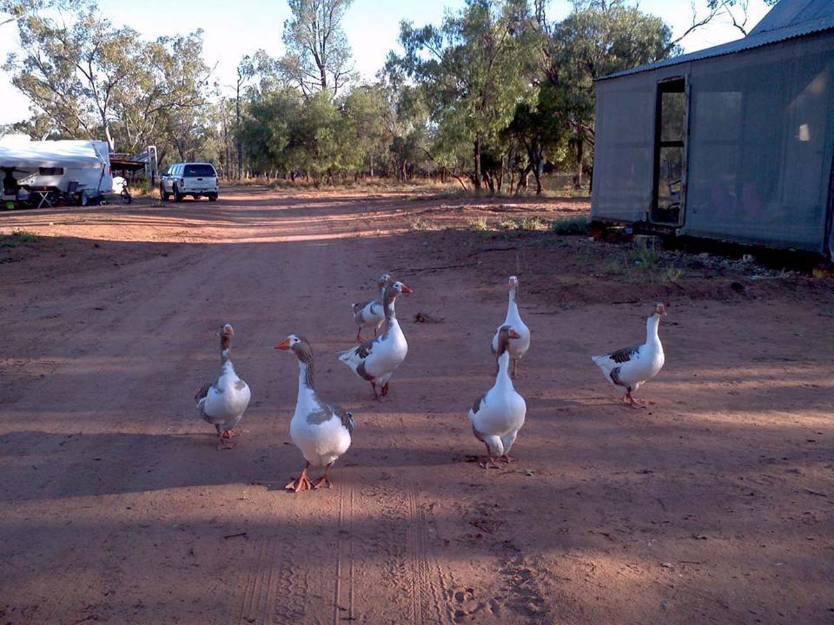 Farm Stays & Outback Accommodation - Carinya Station - Outback Beds ...