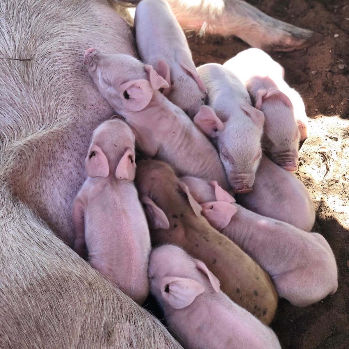 Farm Stays & Outback Accommodation - Carinya Station - Outback Beds ...