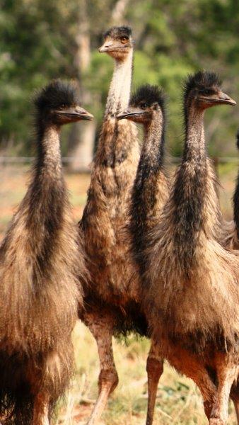 Farm Stays & Outback Accommodation - Four Corners Farm Stay